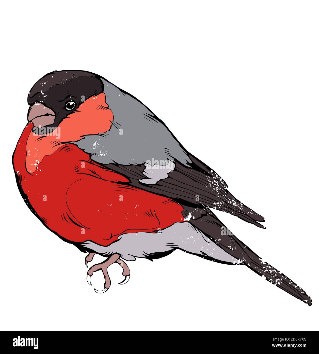 Bullfinch bird vector drawing Stock Vector Image & Art - Alamy
