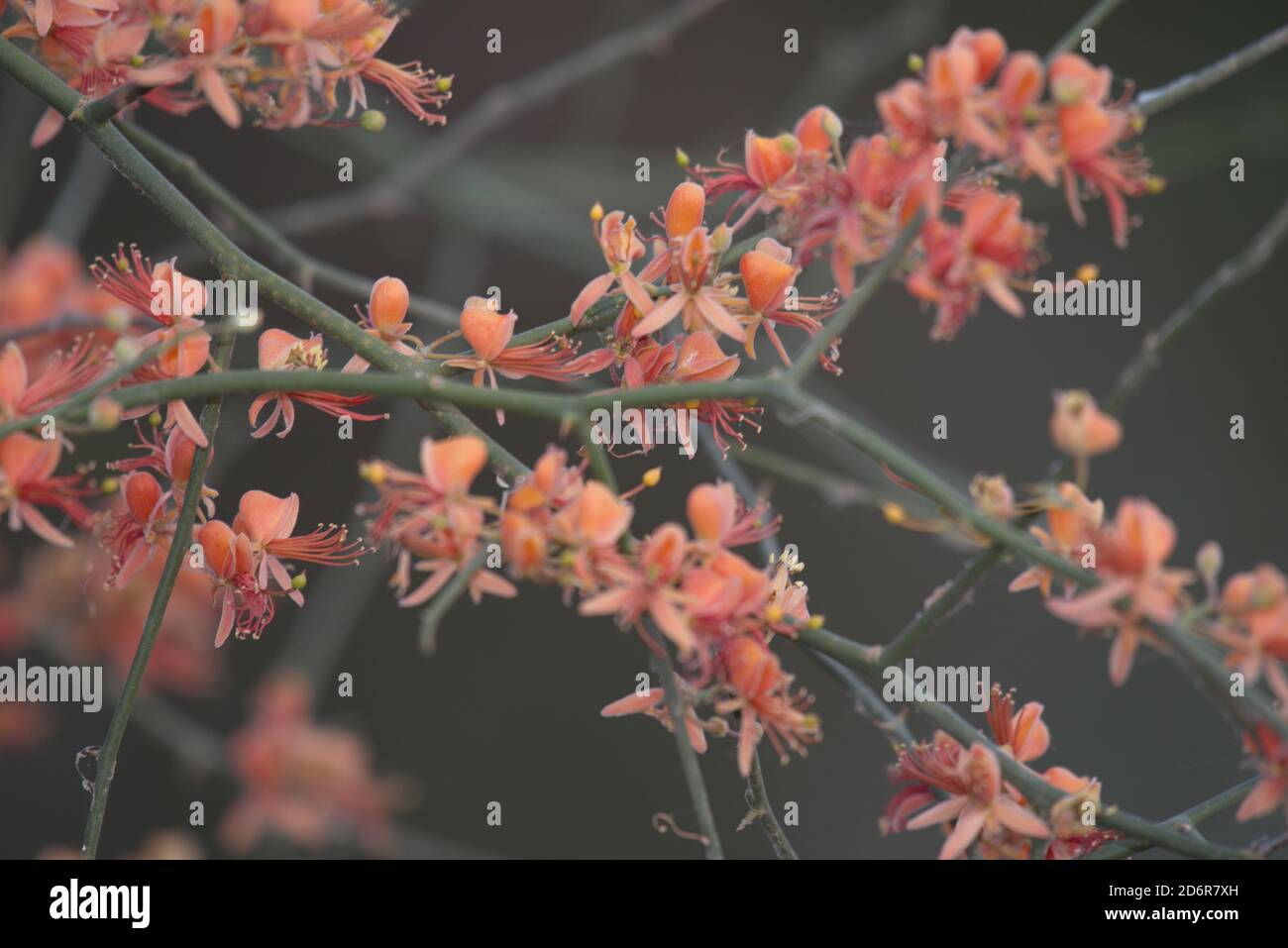 Capparis decidua,Capparis decidua, known in Hindi as karira, kair or ...