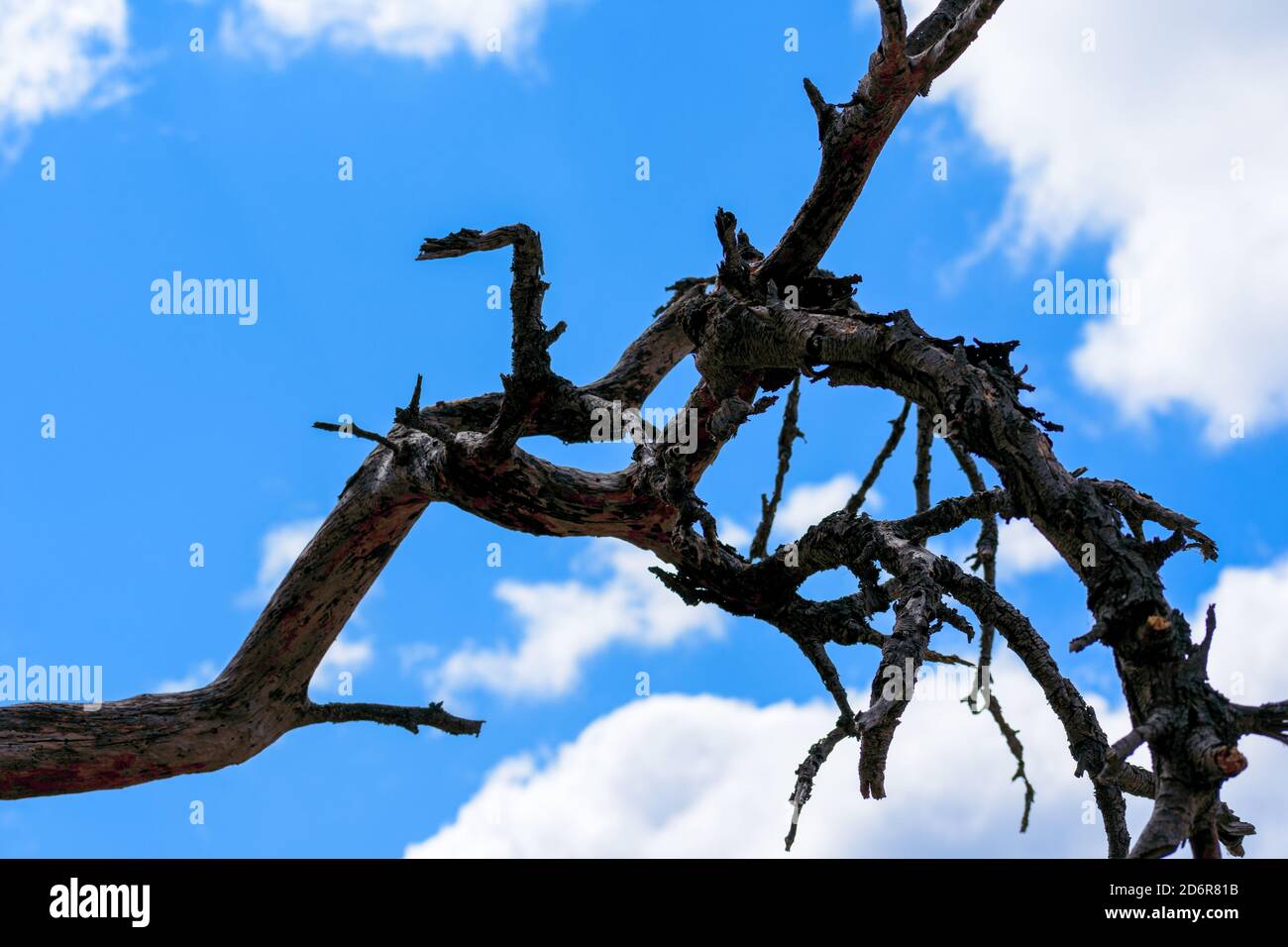 A withered tree against a background of blue sky Stock Photo - Alamy