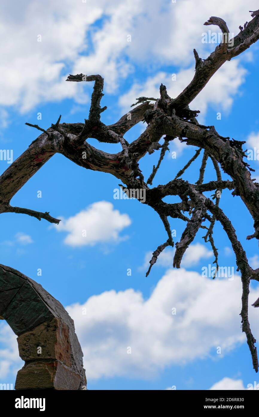 Withered tree hi-res stock photography and images - Alamy