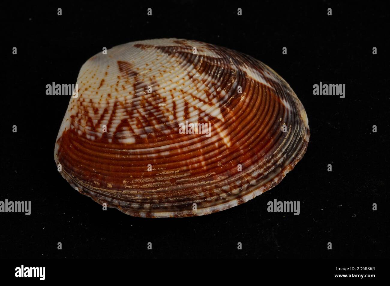 Seashell background texture Stock Photo - Alamy