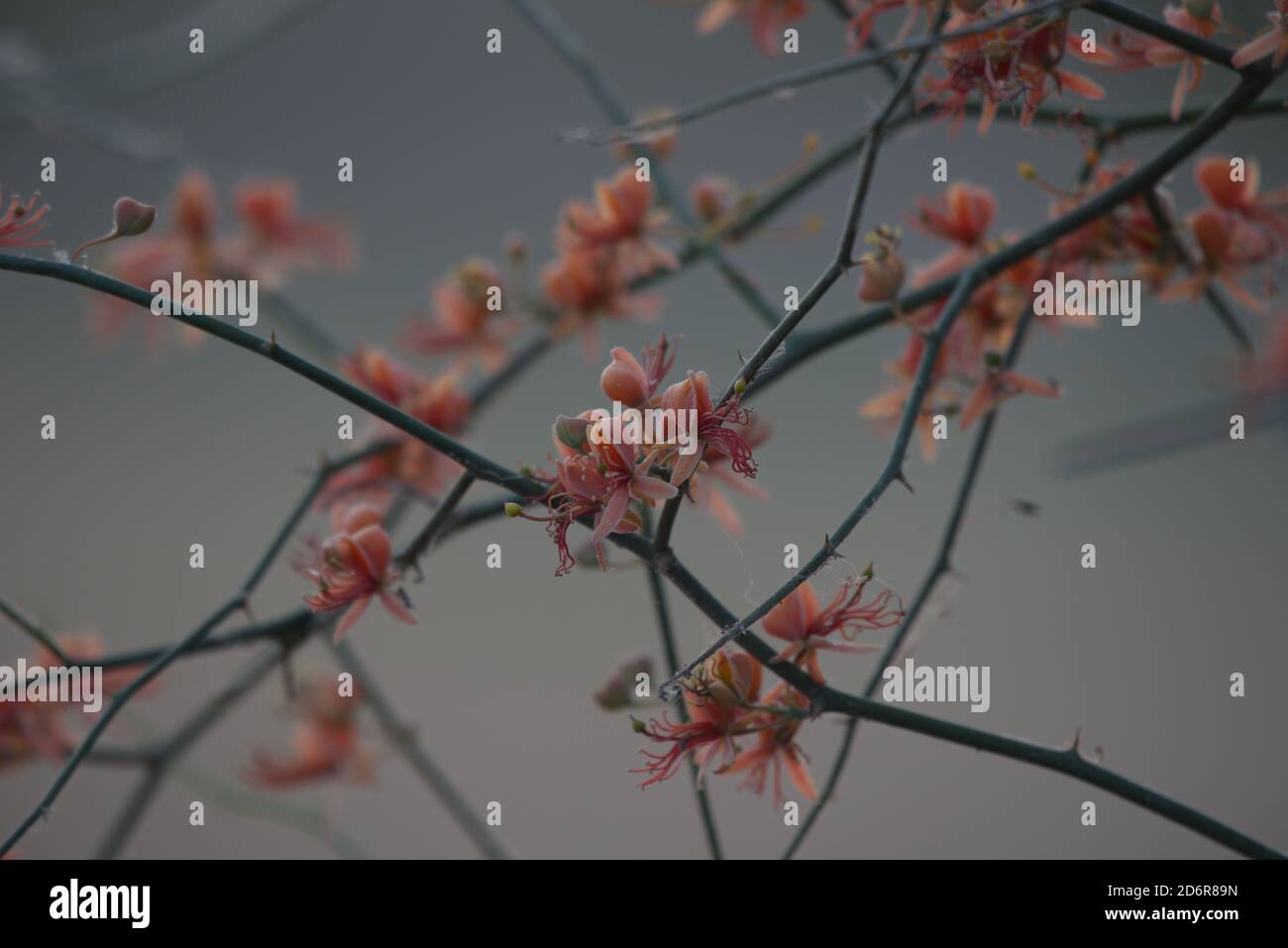 Capparis Decidua High Resolution Stock Photography and Images - Alamy