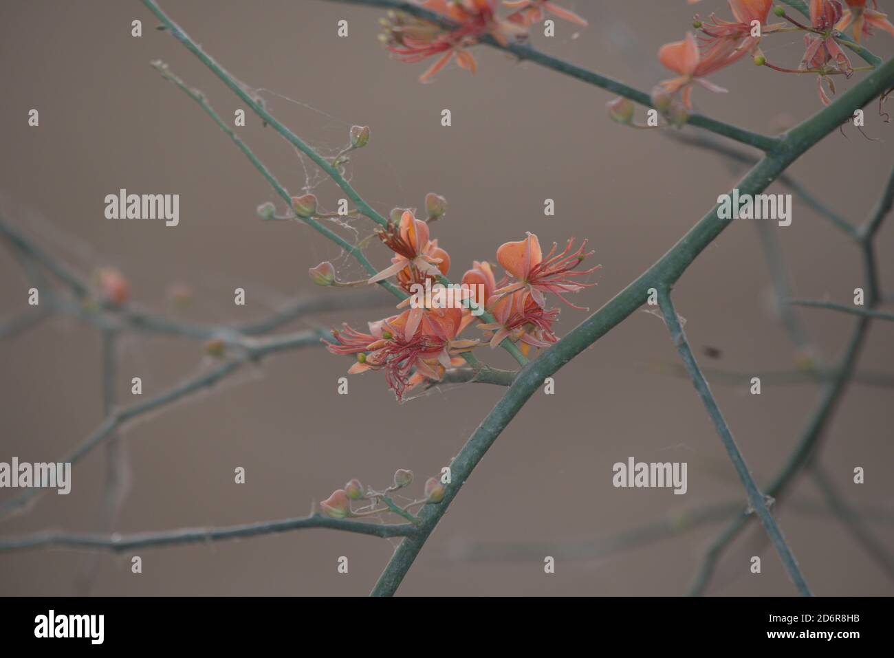 Capparis decidua,Capparis decidua, known in Hindi as karira, kair or ...