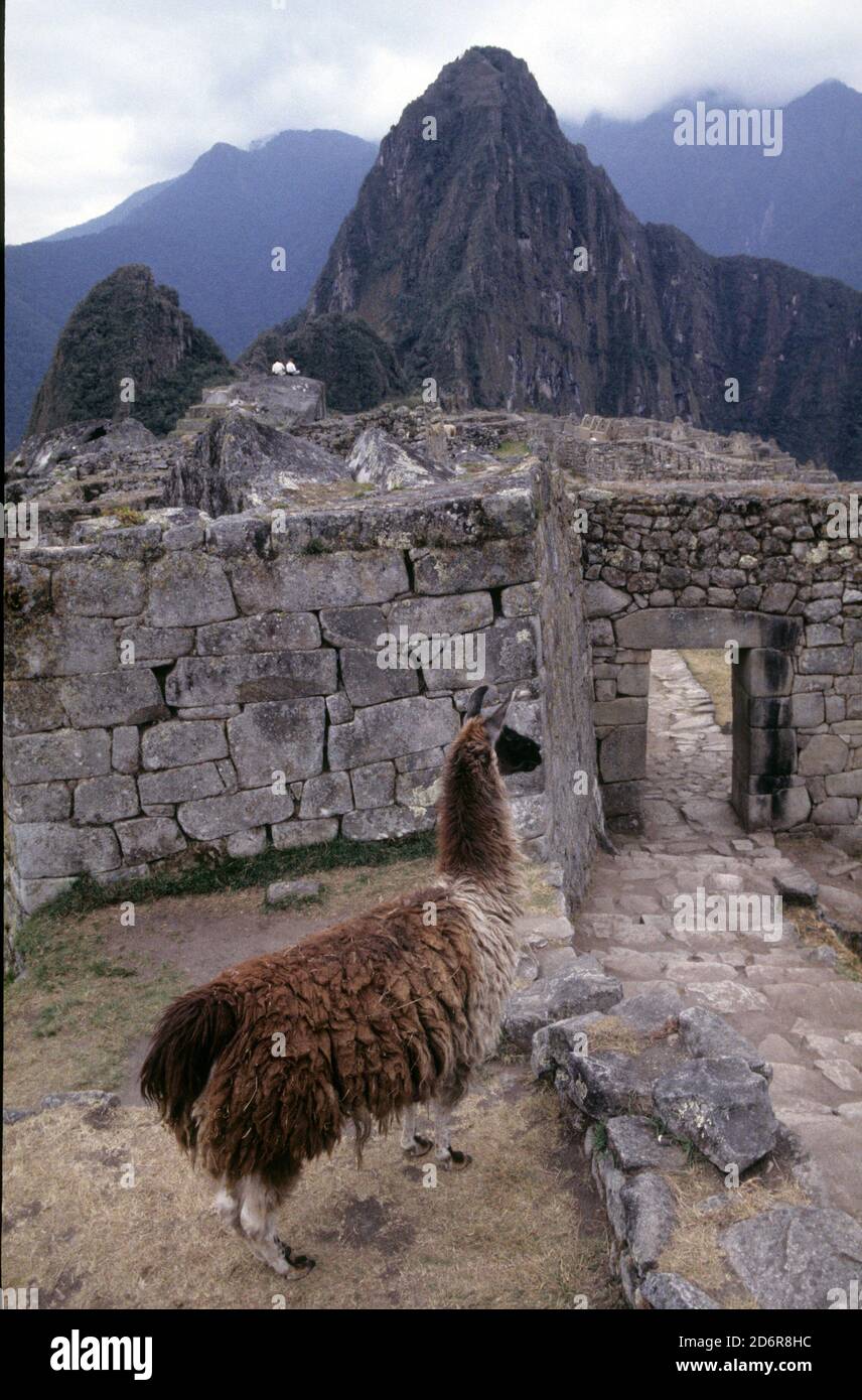 A llama stands in the ruins of the ancient Inca city of Machu Picchu ...