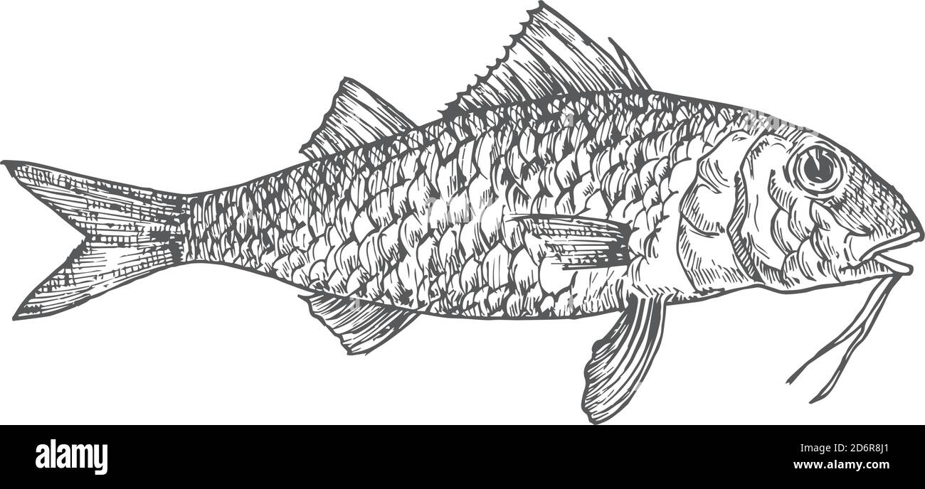 Surmullet or Red Mullet Hand Drawn Doodle Vector Illustration. Abstract ...
