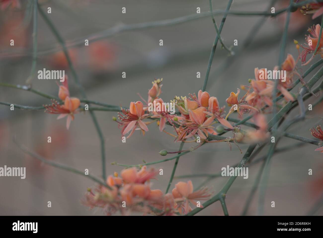 Marginal Plants In Spring High Resolution Stock Photography and Images ...