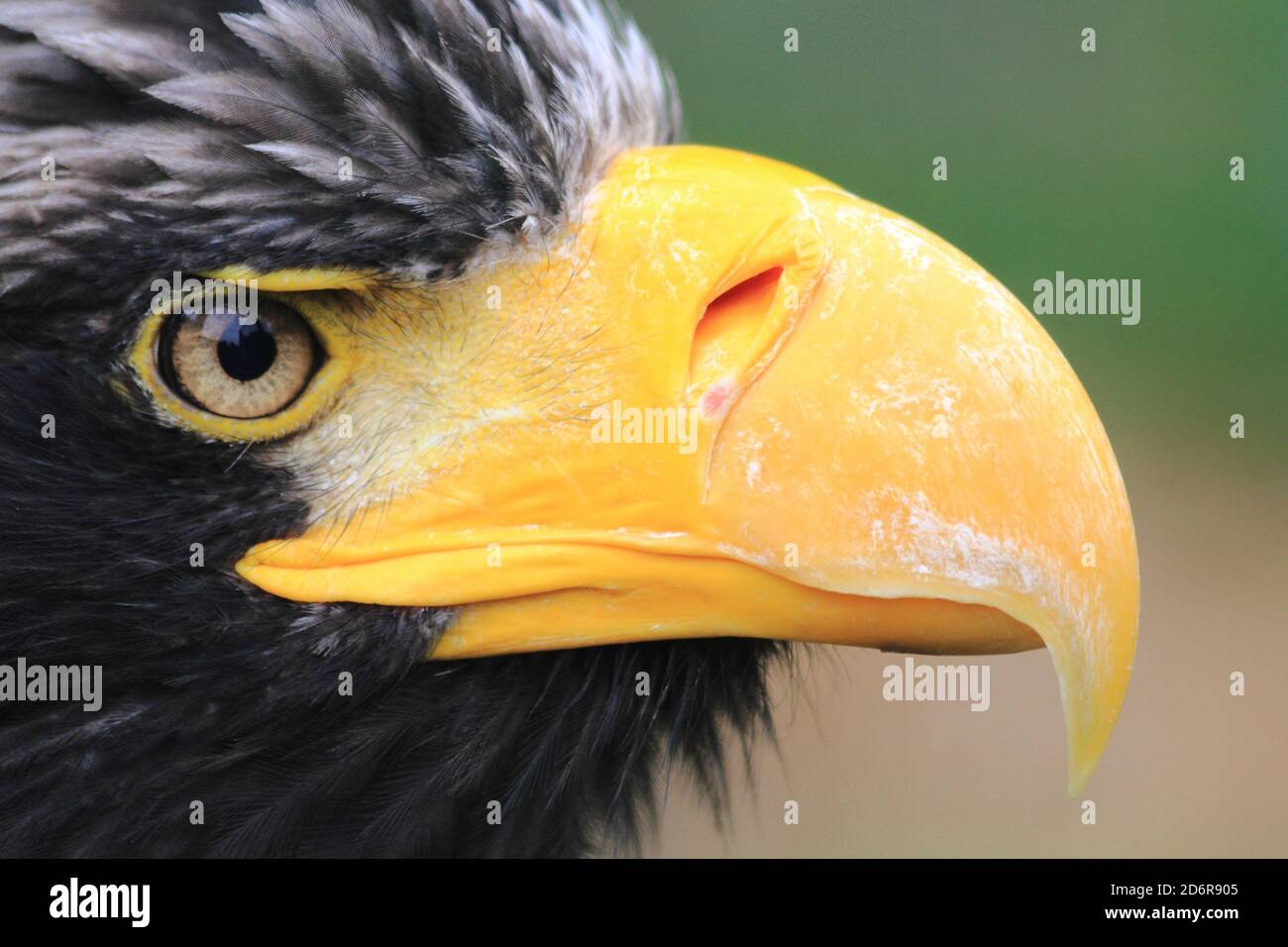 detail of black eagle head on the green background Stock Photo - Alamy