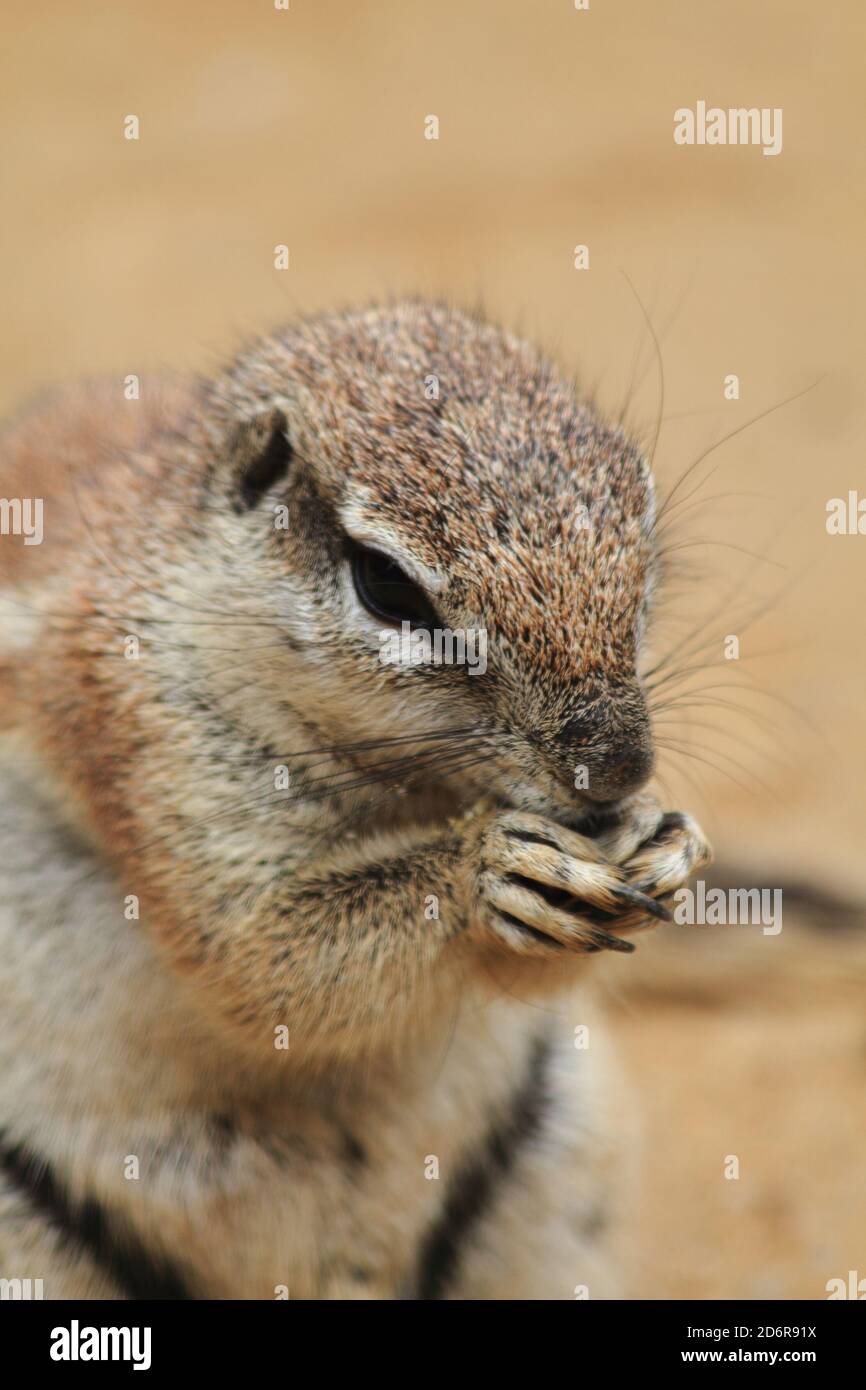 small exotic sand squirrel in the desert Stock Photo - Alamy
