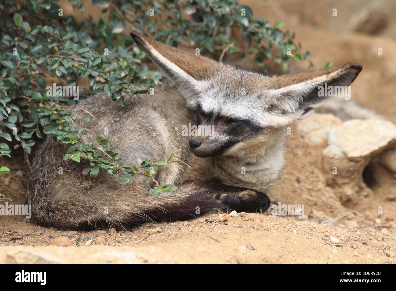 big fennec is resting in the sand Stock Photo - Alamy