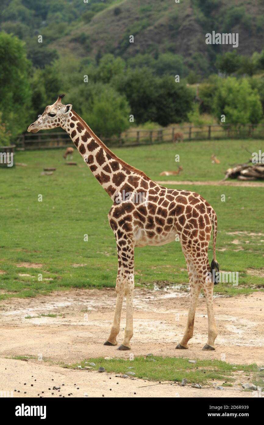 big giraffe in the green nature area Stock Photo - Alamy
