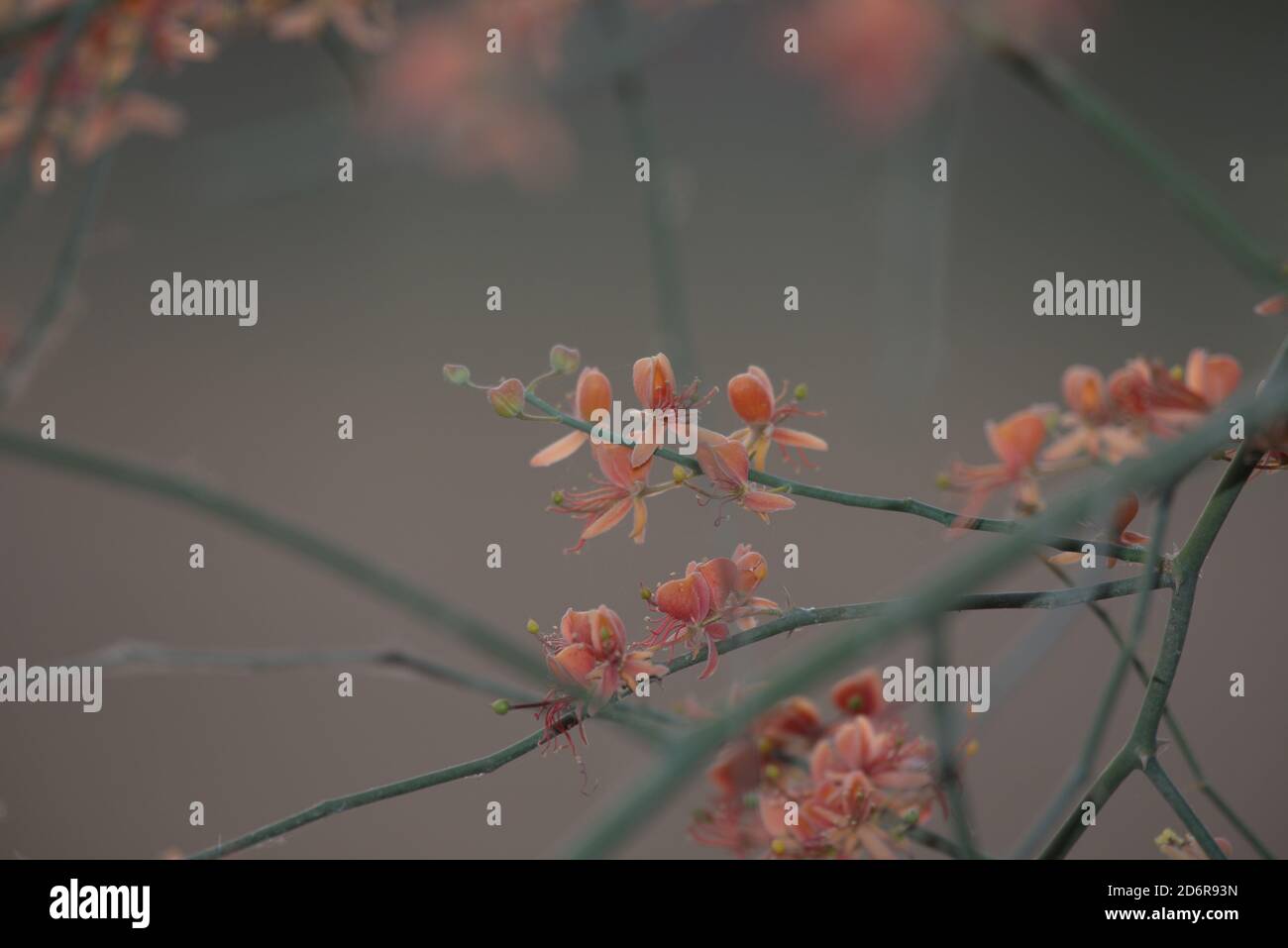 Capparis decidua,Capparis decidua, known in Hindi as karira, kair or ...