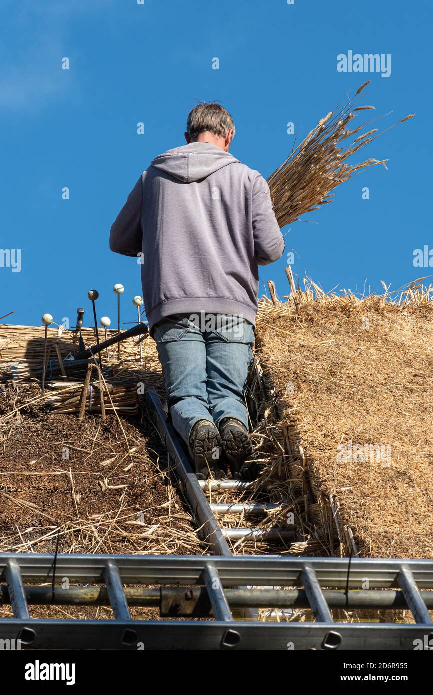 Thatcher replacing a thatched roof on a cottage, man working using ...
