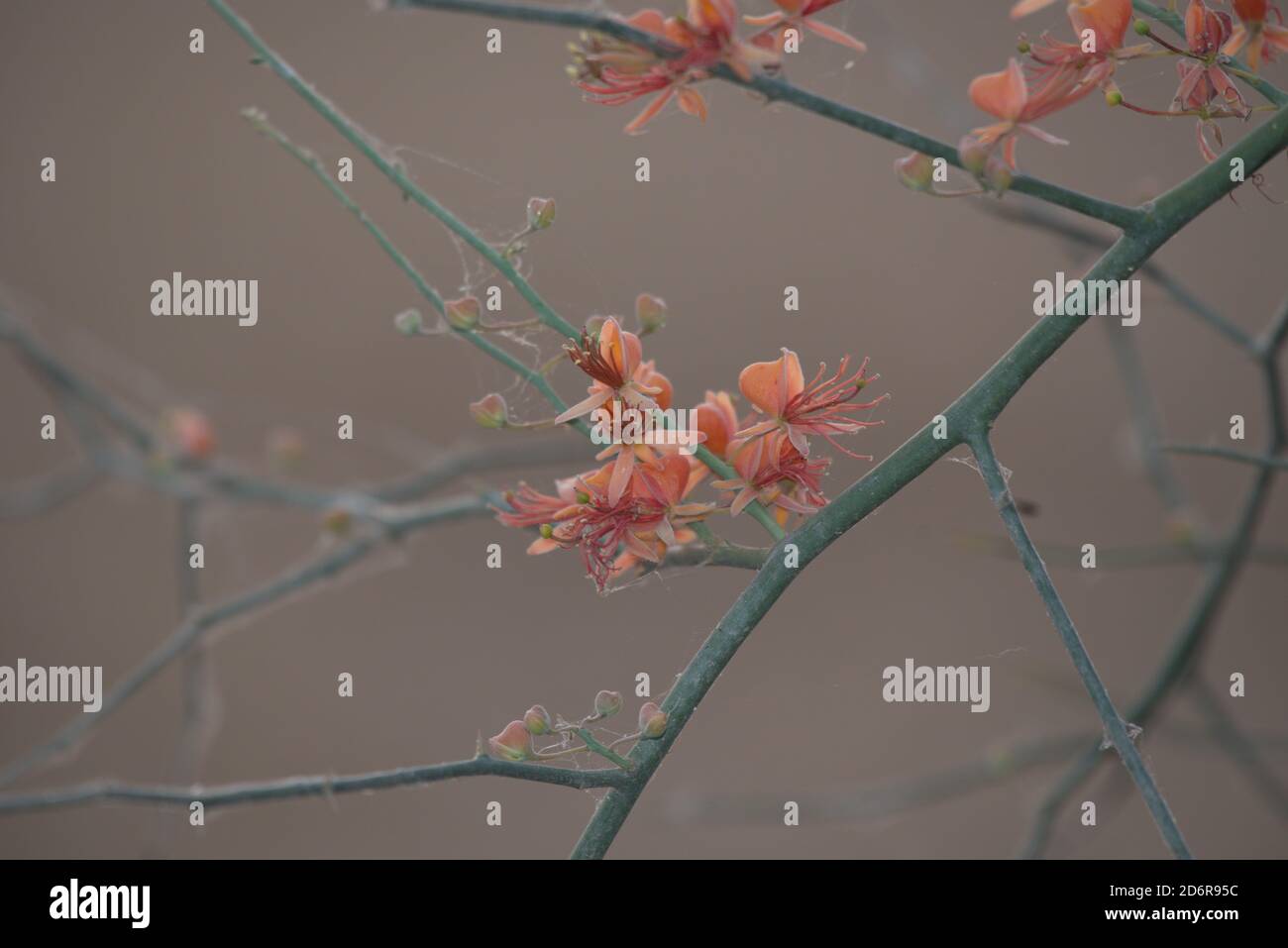 Capparis decidua,Capparis decidua, known in Hindi as karira, kair or ...