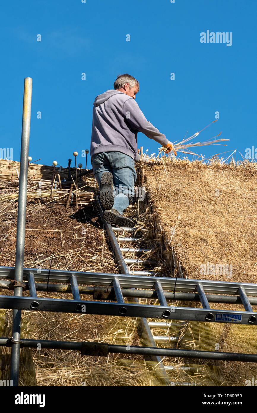 Thatcher replacing a thatched roof on a cottage, man working using ...