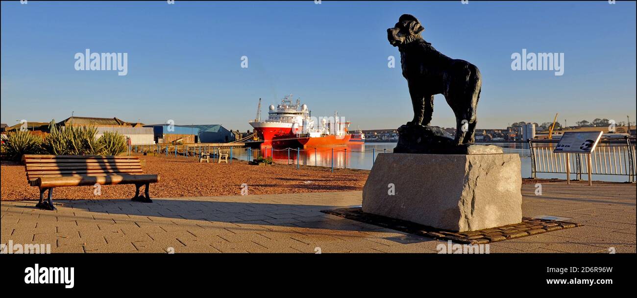 Bamse, Montrose, Angus, Scotland Stock Photo - Alamy