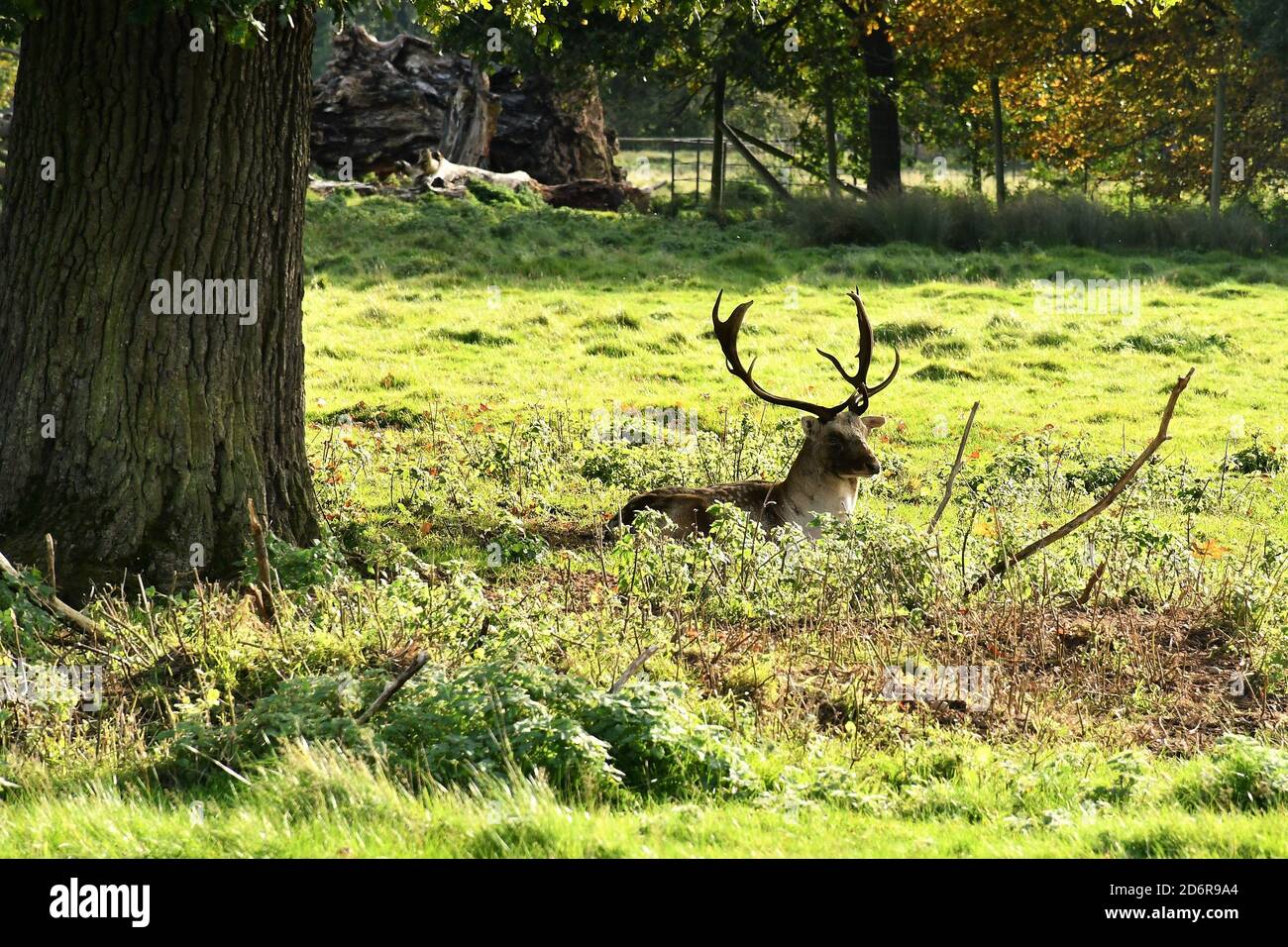 Fallow Deer at Attingham Park, Shropshire Stock Photo - Alamy