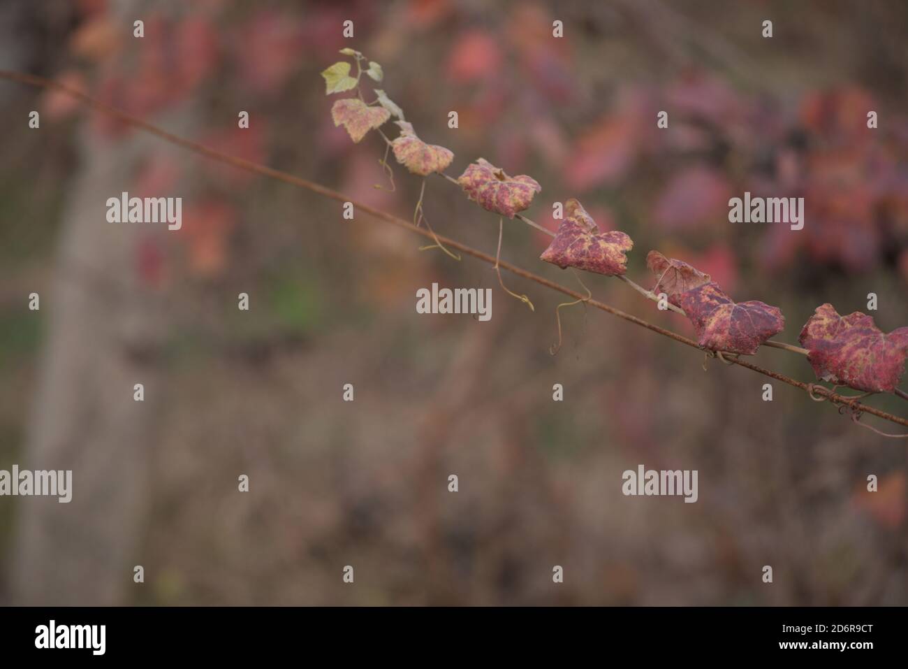 Capparis decidua,Capparis decidua, known in Hindi as karira, kair or ...