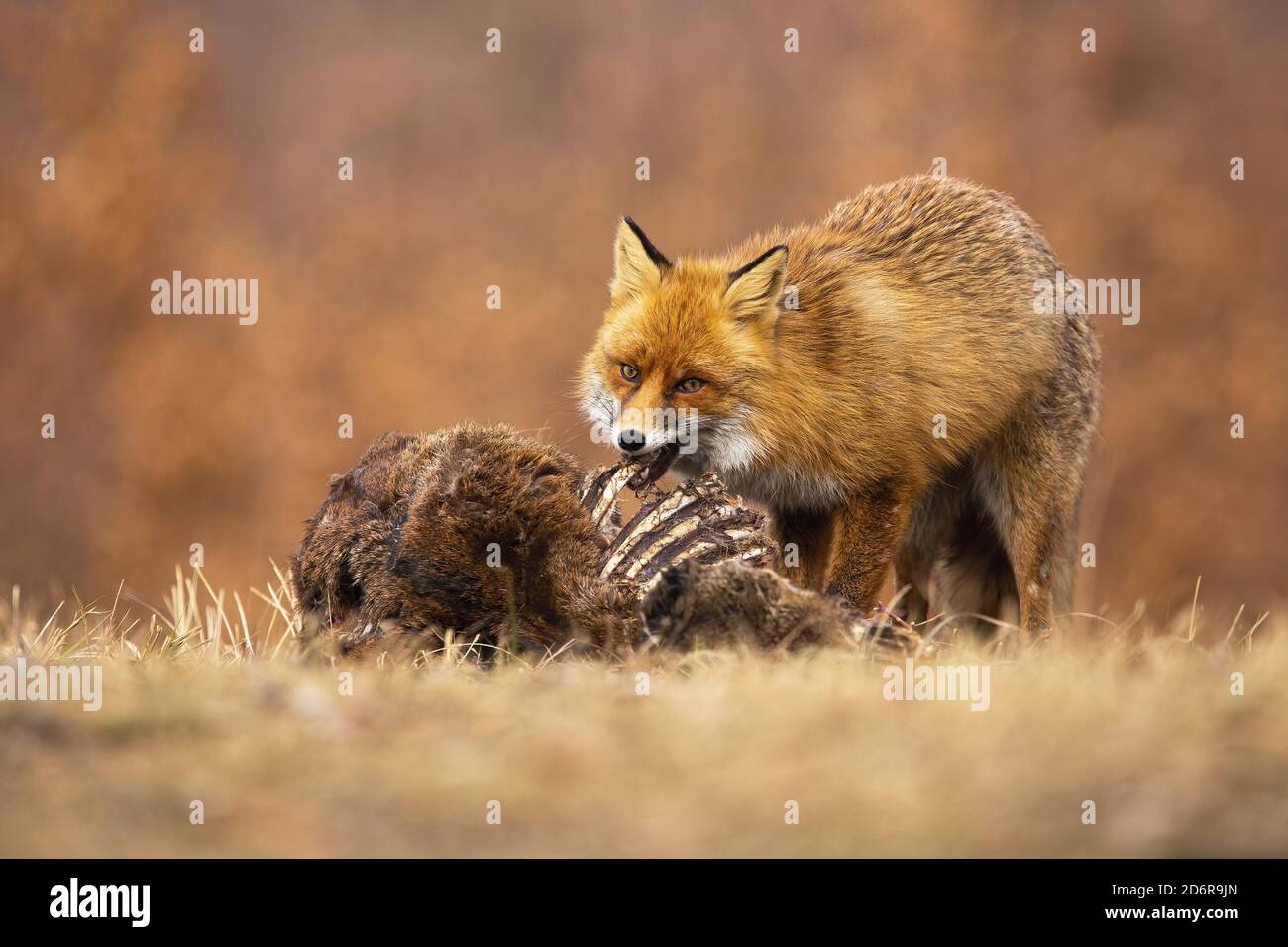 Red fox with bones hi-res stock photography and images - Alamy