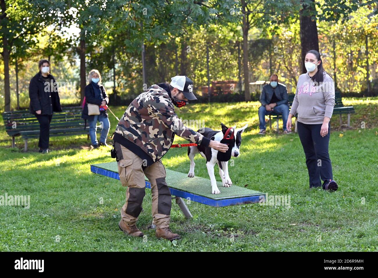 Obstacle course dogs dog show hi-res stock photography and images - Alamy