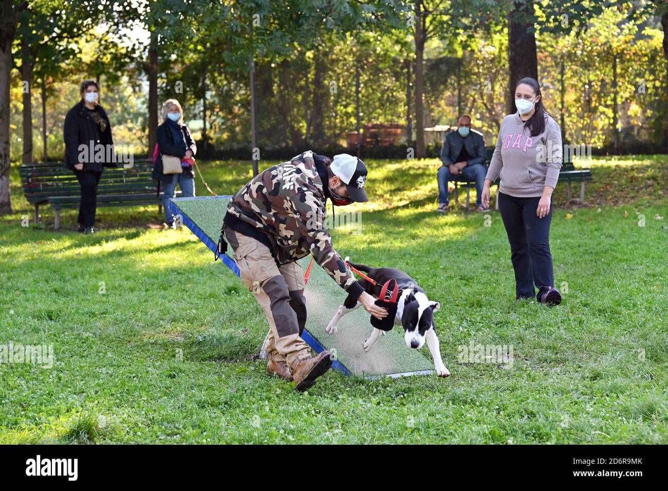 Obstacle course dogs dog show hi-res stock photography and images - Alamy