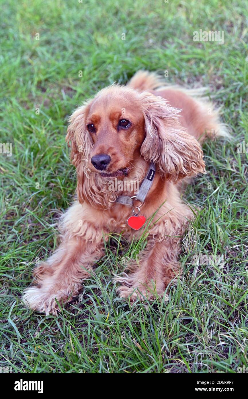 English show cocker spaniel puppy hi-res stock photography and images ...