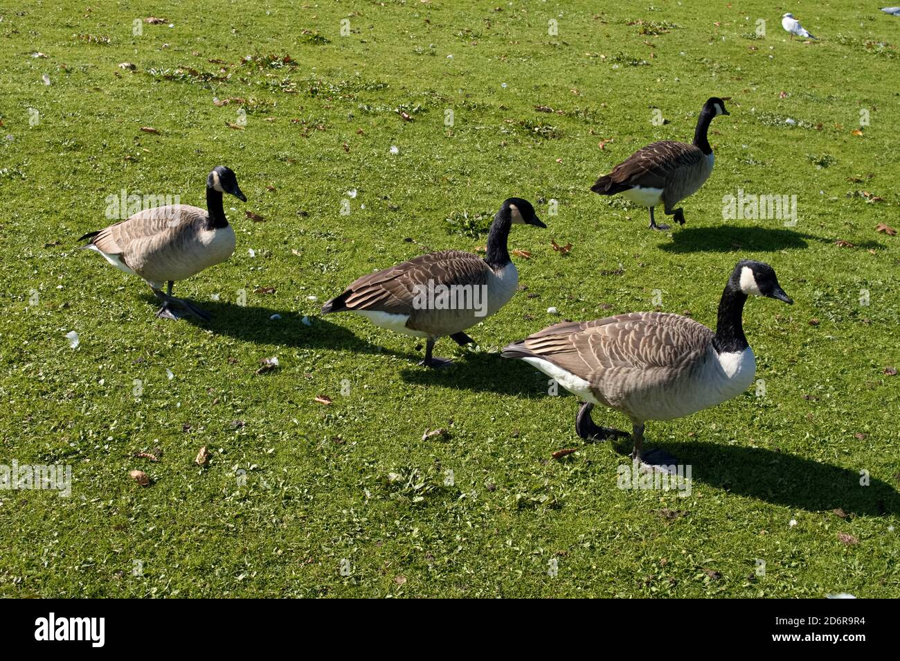 Four Geese walking Stock Photo - Alamy