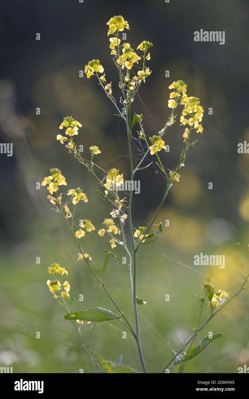 The mustard plant is a plant species in the genera Brassica and Sinapis ...