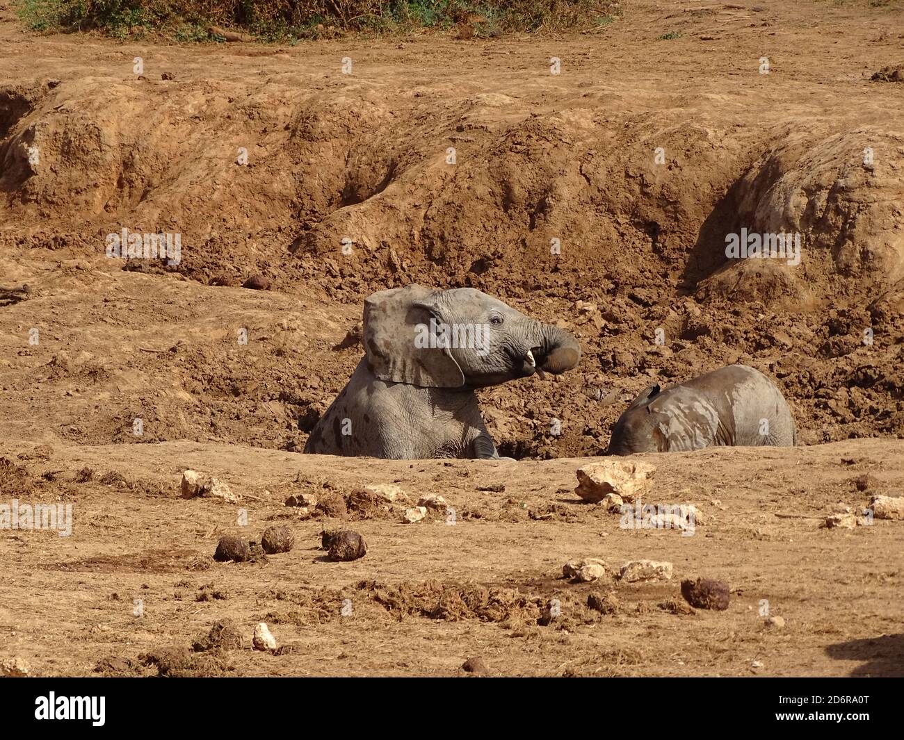Elephants at Addo National Parc South Africa Stock Photo - Alamy