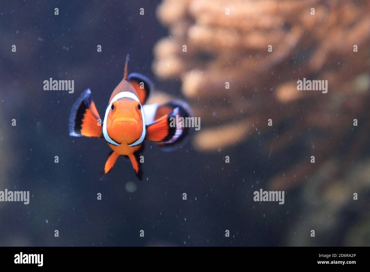 orange nemo fish (clown fish) in aquarium Stock Photo - Alamy