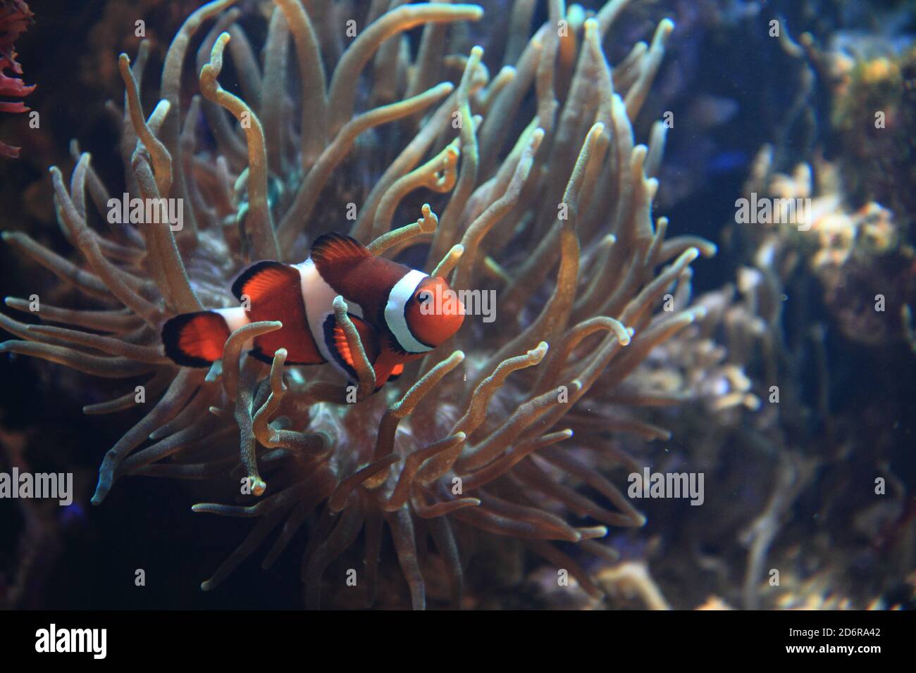 orange nemo fish (clown fish) in aquarium Stock Photo - Alamy