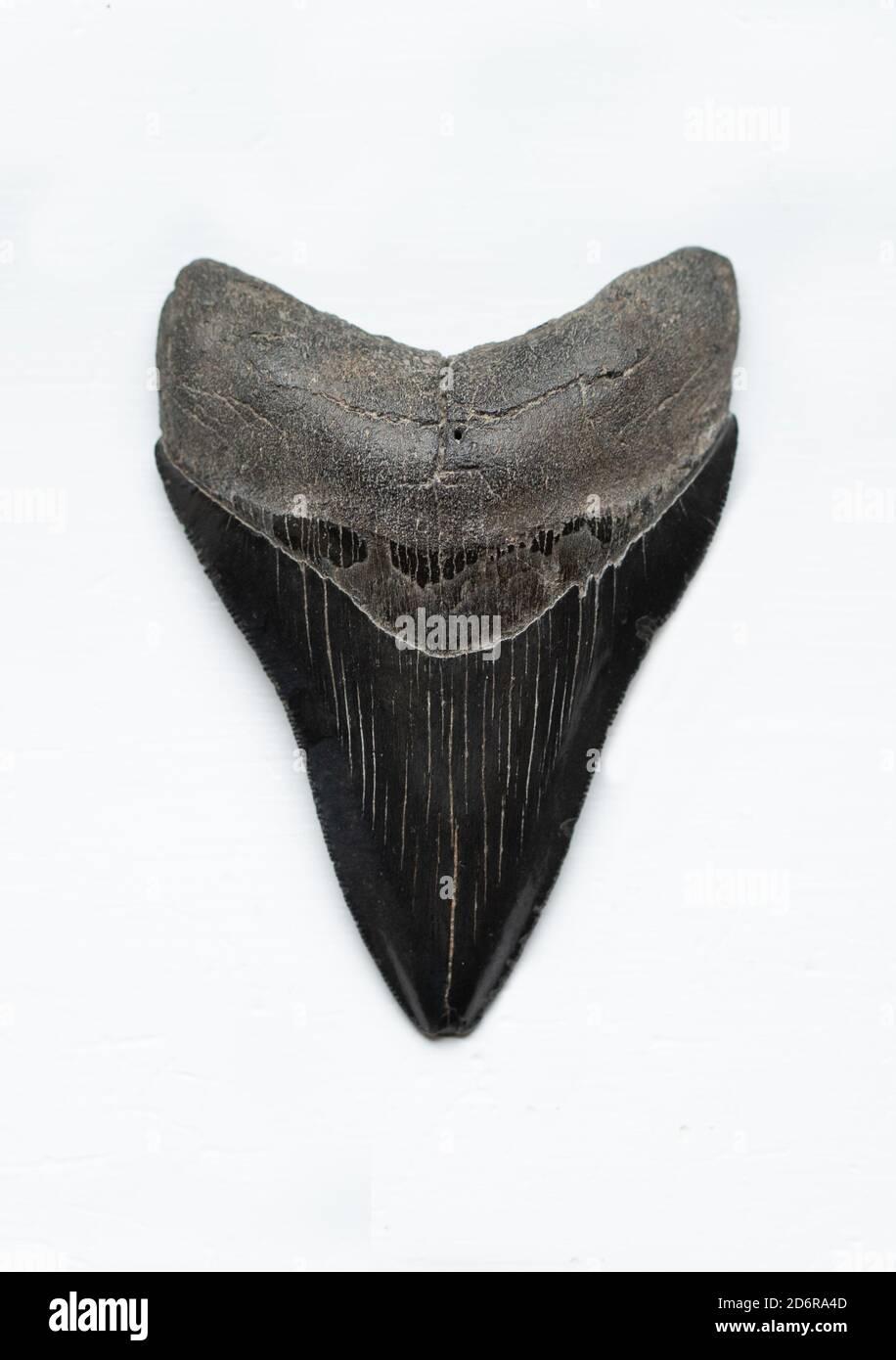 Large black fossilised megalodon shark tooth on white background ...