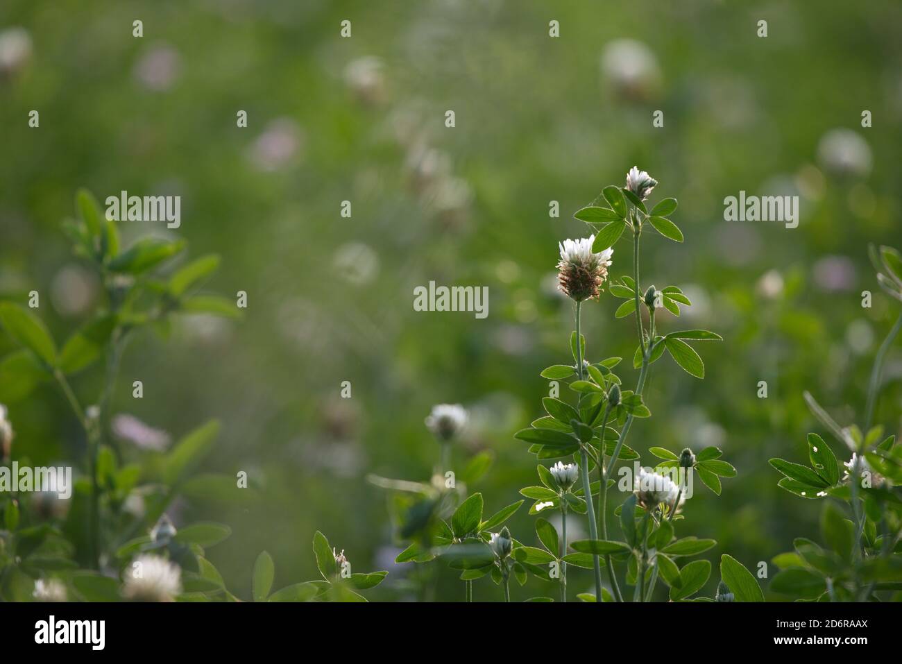 Trifolium alexandrinum or barseen is an annual clover cultivated mostly ...