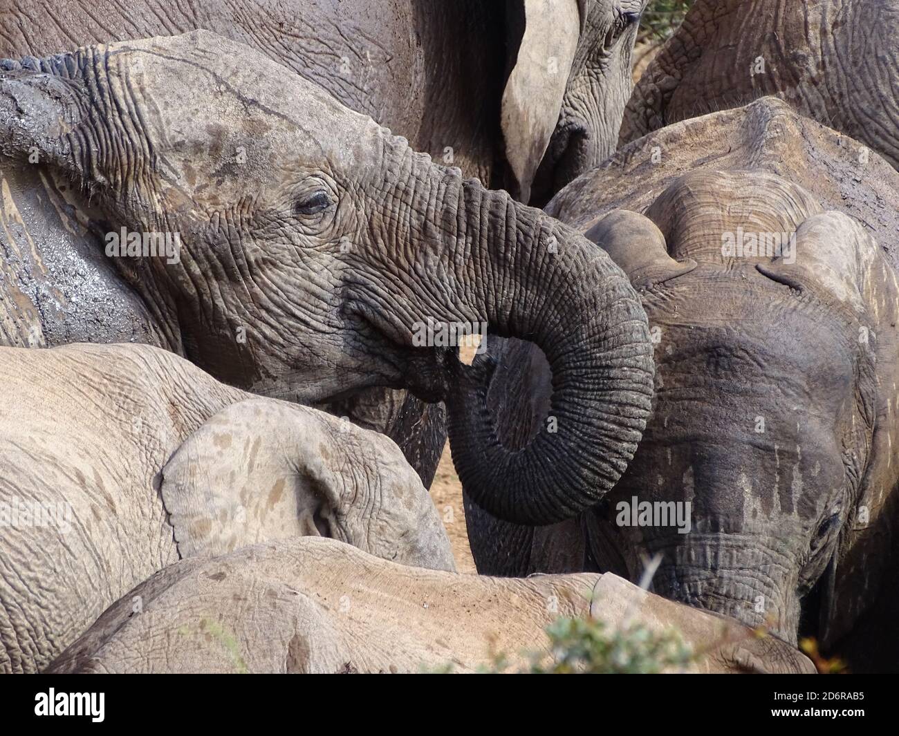 Elephants at Addo National Parc South Africa Stock Photo - Alamy