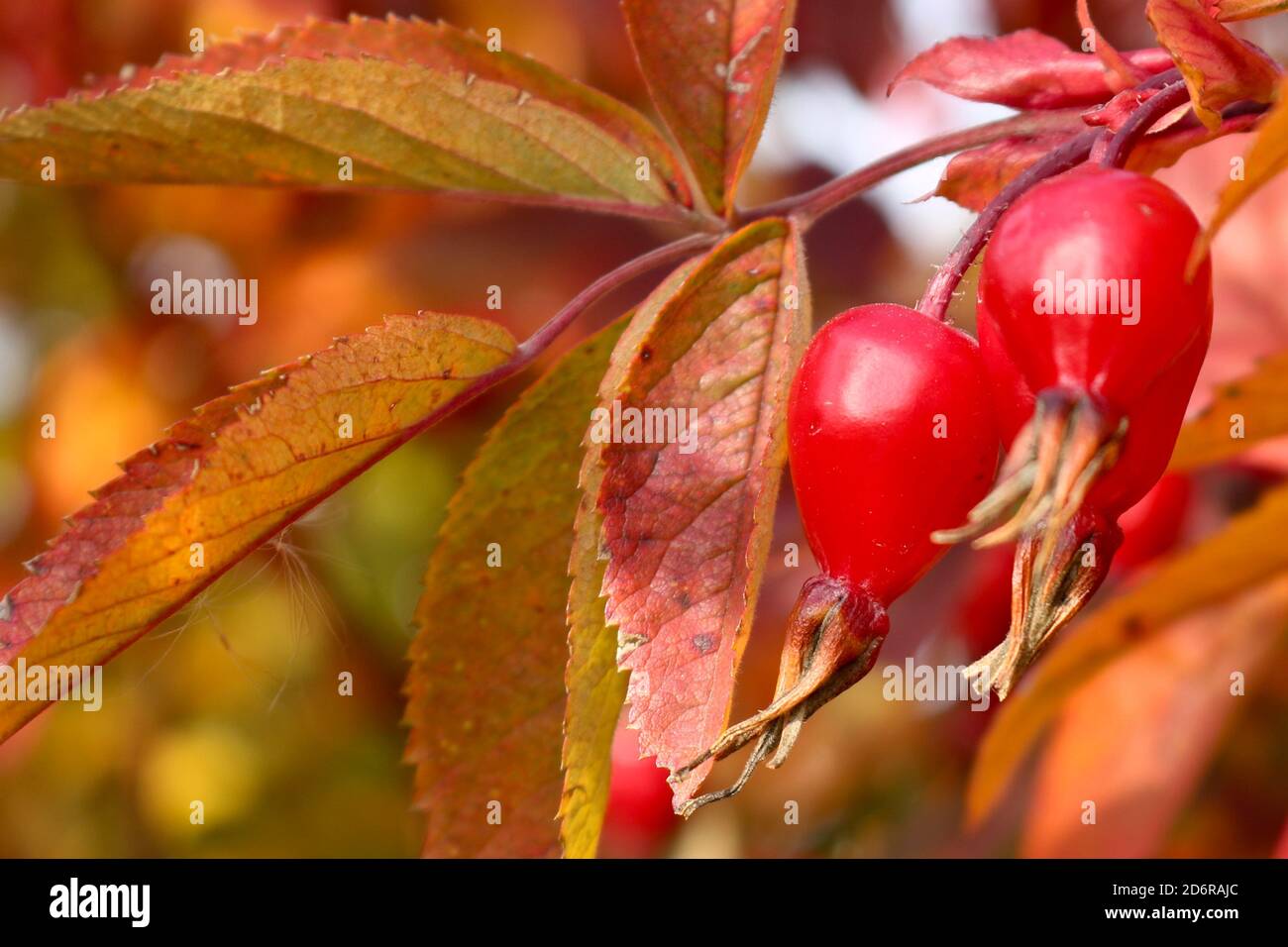 Ripe red wild rose berries on a background of variegated orange leaves ...
