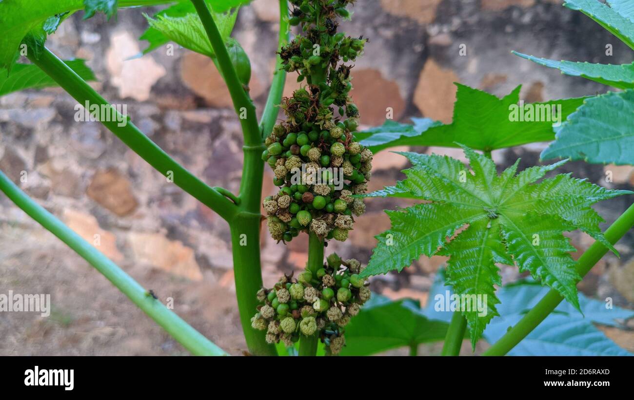 Castor bean plant hi-res stock photography and images - Alamy