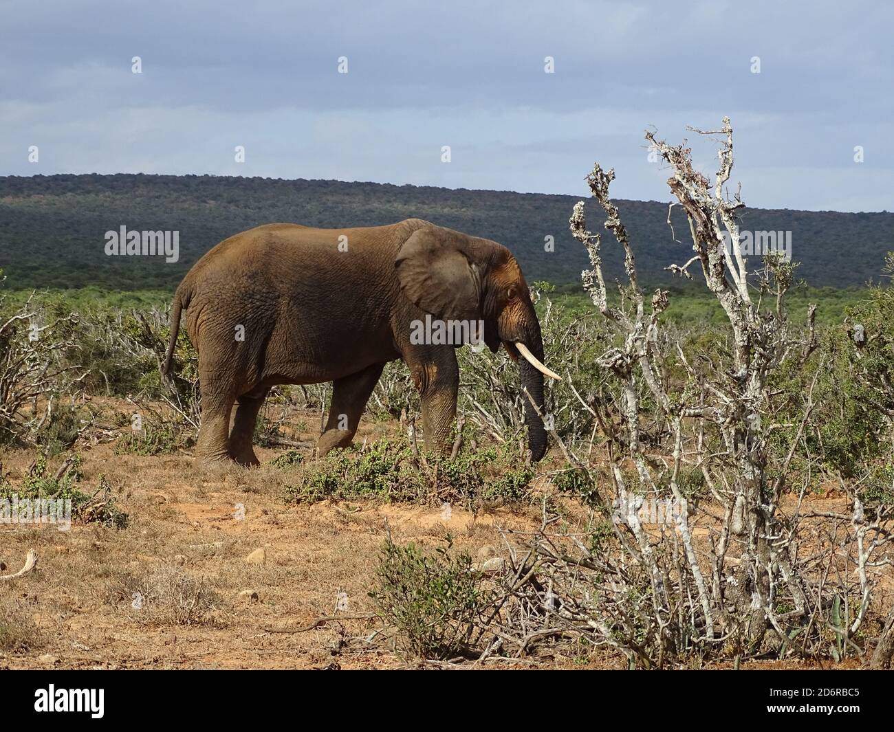 Elephants at Addo National Parc South Africa Stock Photo - Alamy