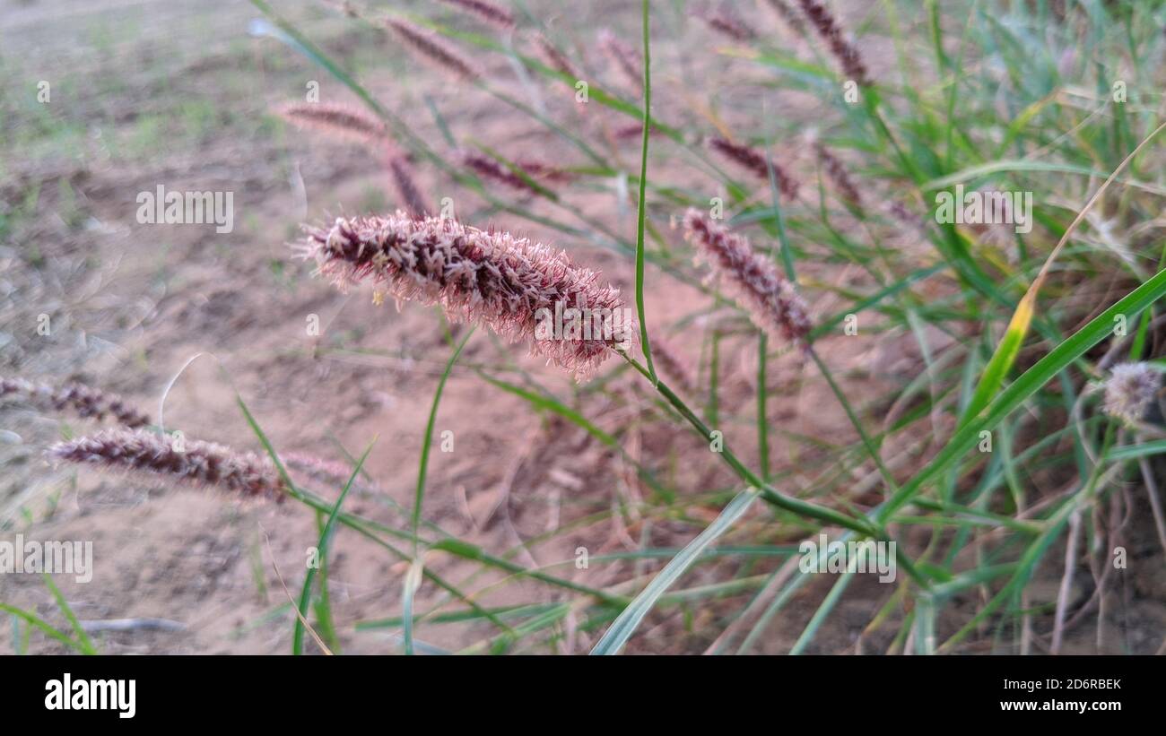 Red Burnet medicinal lat. Sanguisorba officinalis is a perennial ...
