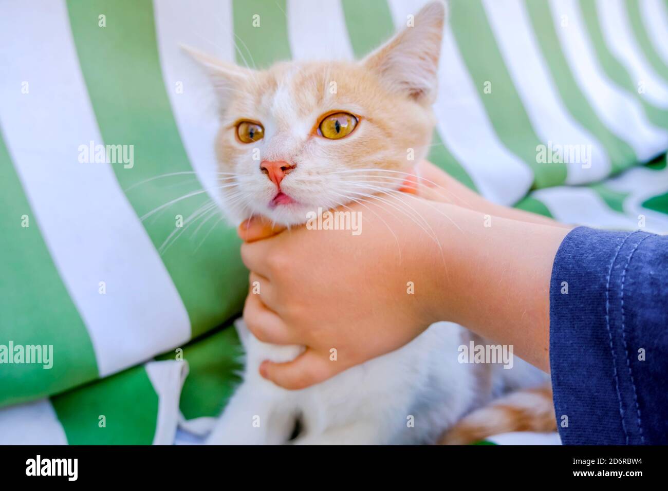 Children's hands squeeze the kitten's neck. The child holds the kitten ...