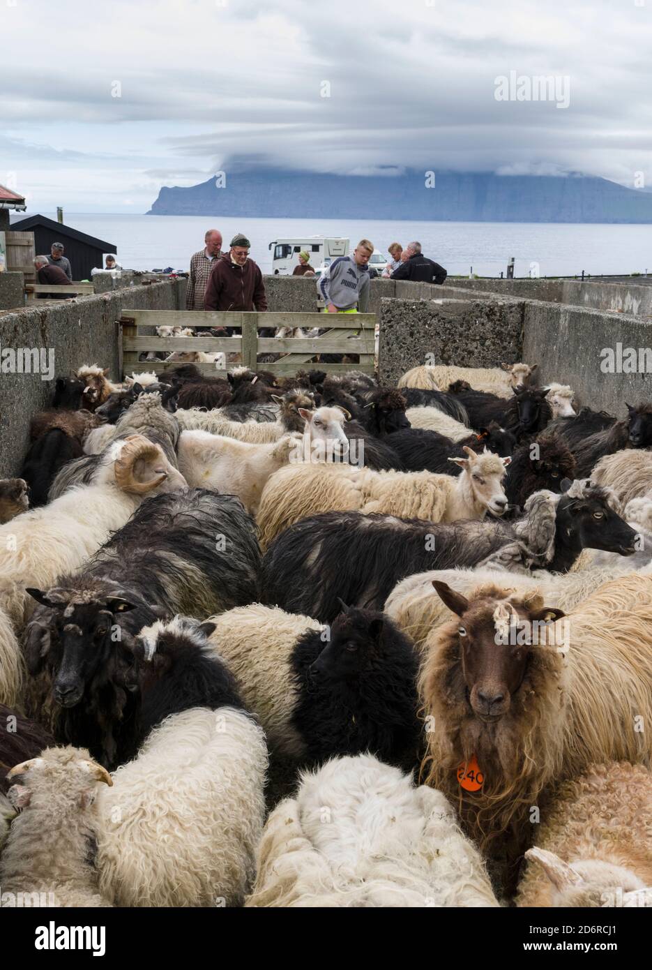 Village Gjogv, dividing up of the sheep. The island Eysturoy one of the ...