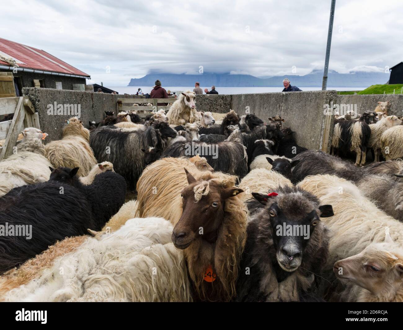Sheep eysturoy faroe islands hi-res stock photography and images - Alamy