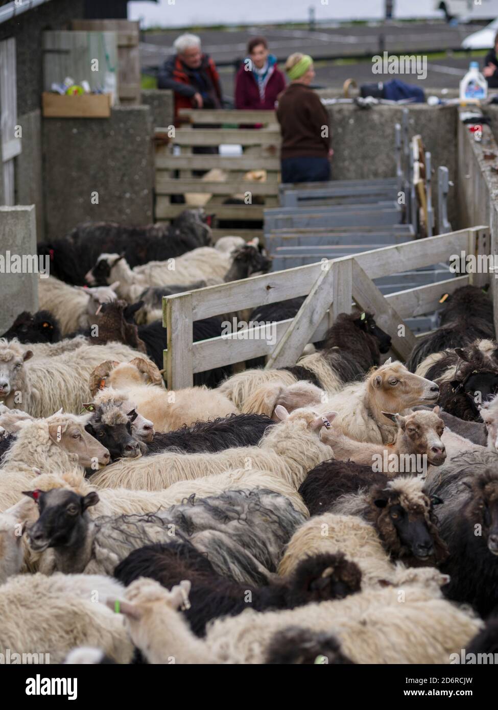 Village Gjogv, dividing up of the sheep. The island Eysturoy one of the ...