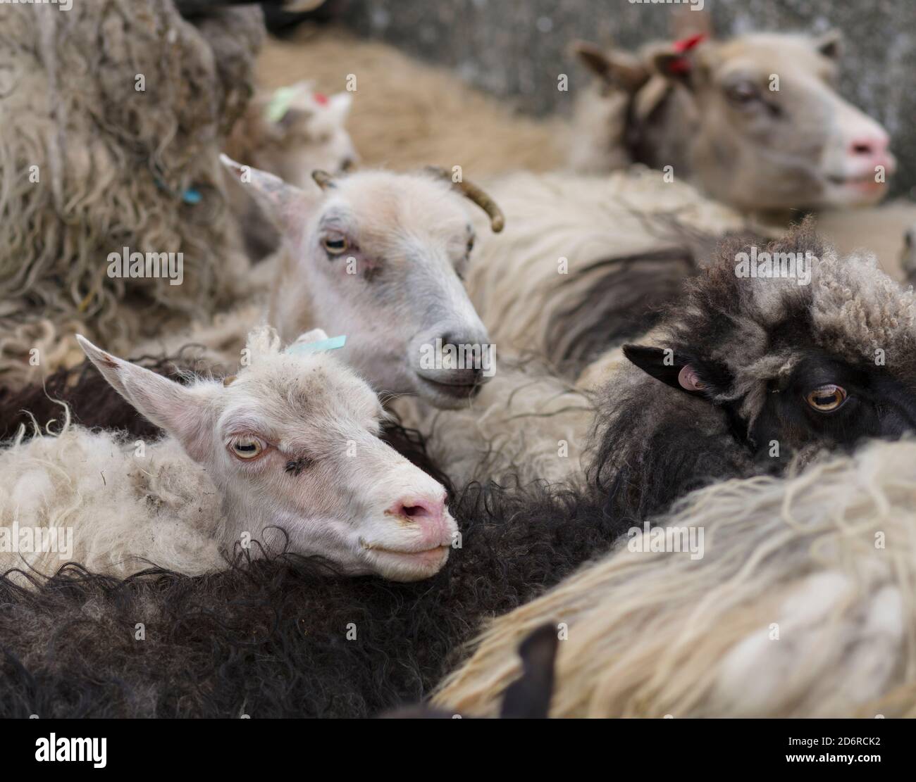 Village Gjogv, dividing up of the sheep. The island Eysturoy one of the ...