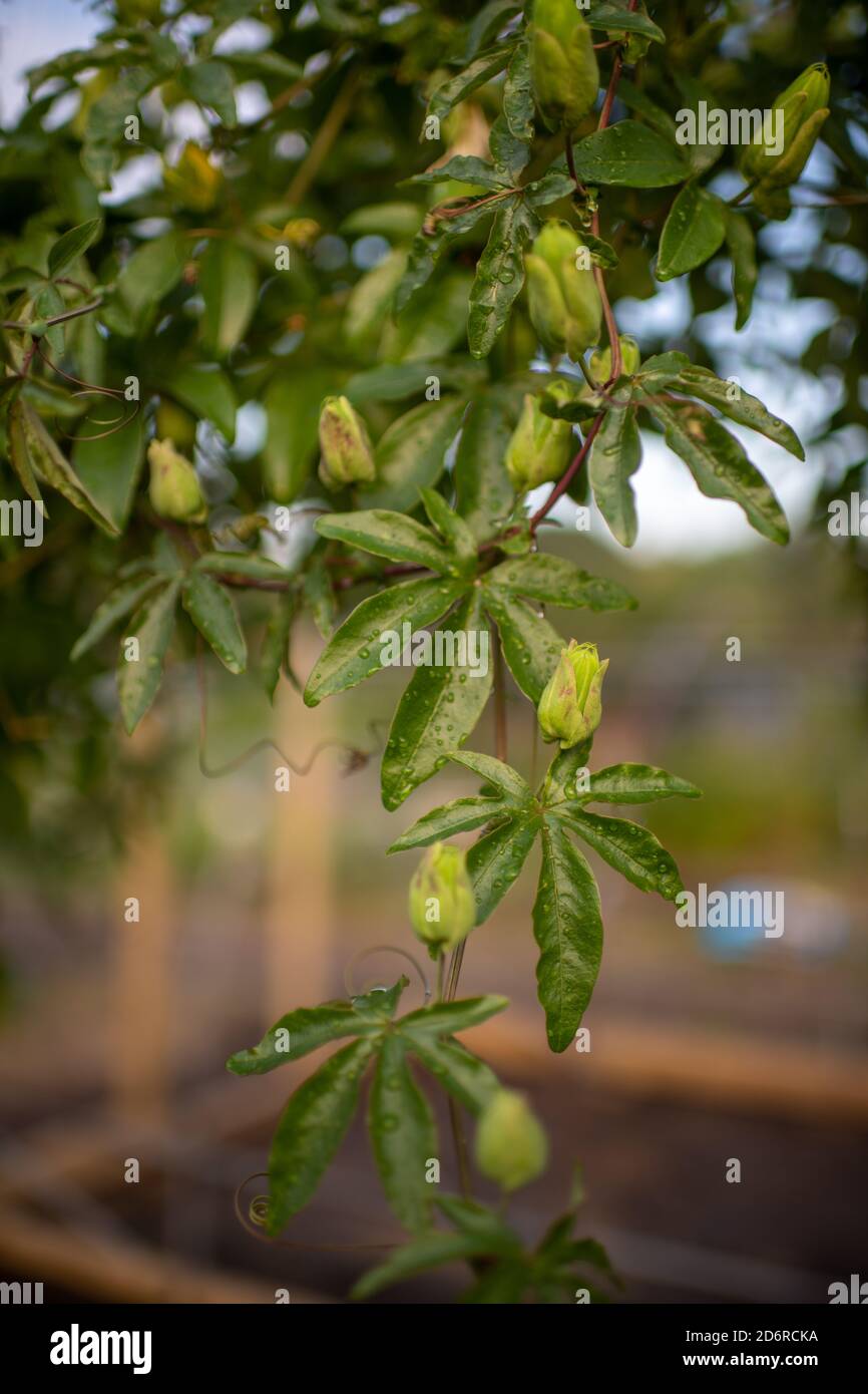 Clematis buds hi-res stock photography and images - Alamy