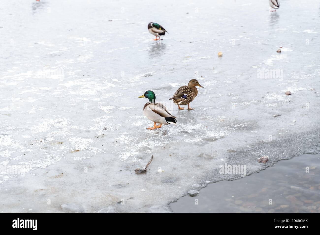 Birds landing on a frozen lake hi-res stock photography and images - Alamy