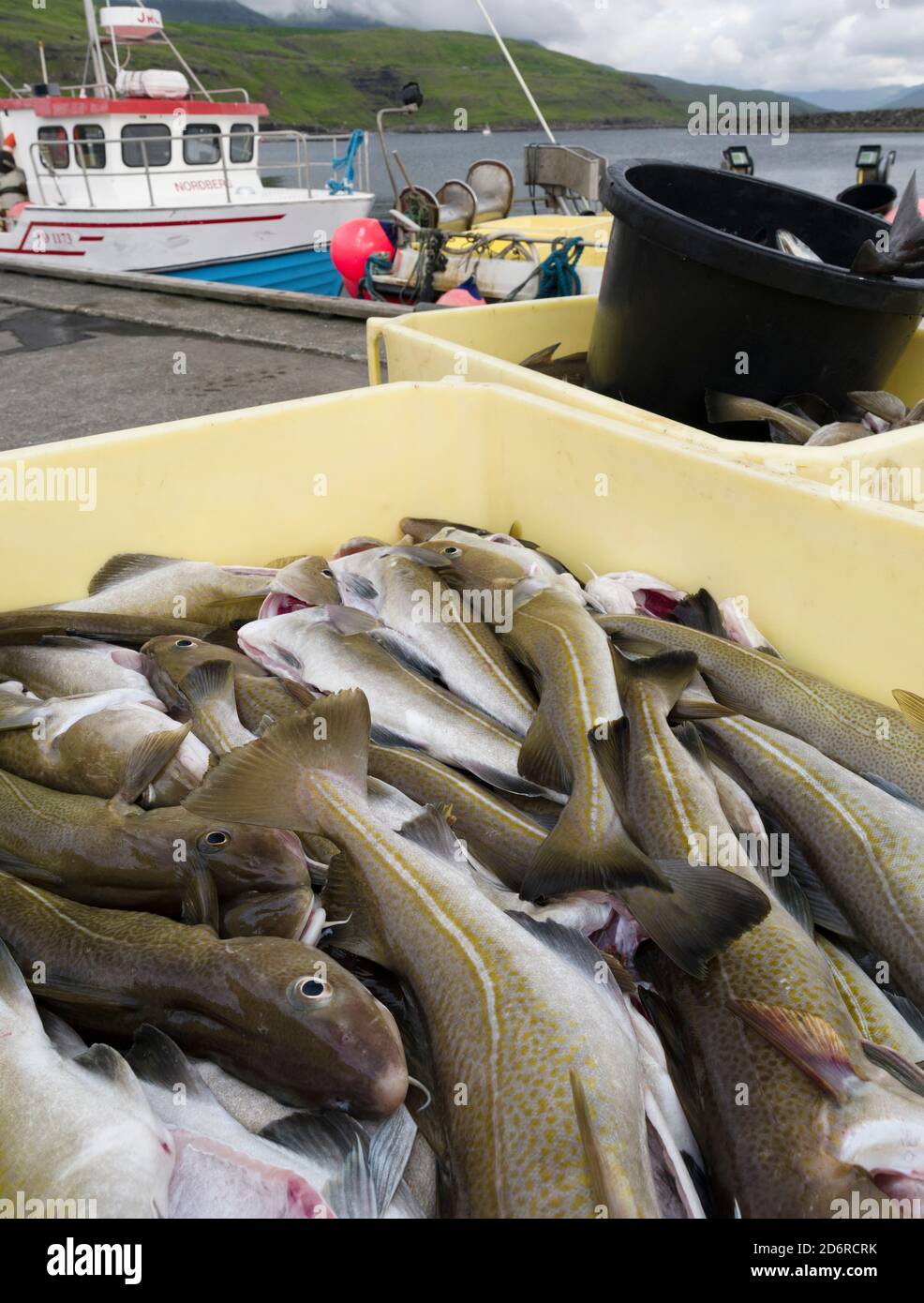 Landing the catch of cod in the harbour. Village Eidi located at the ...