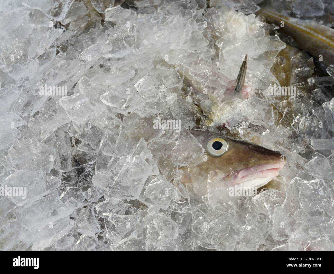 Landing the catch of cod in the harbour. Village Eidi located at the ...