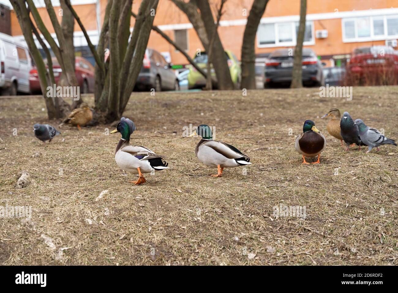 Flock birds in dry grass hi-res stock photography and images - Alamy