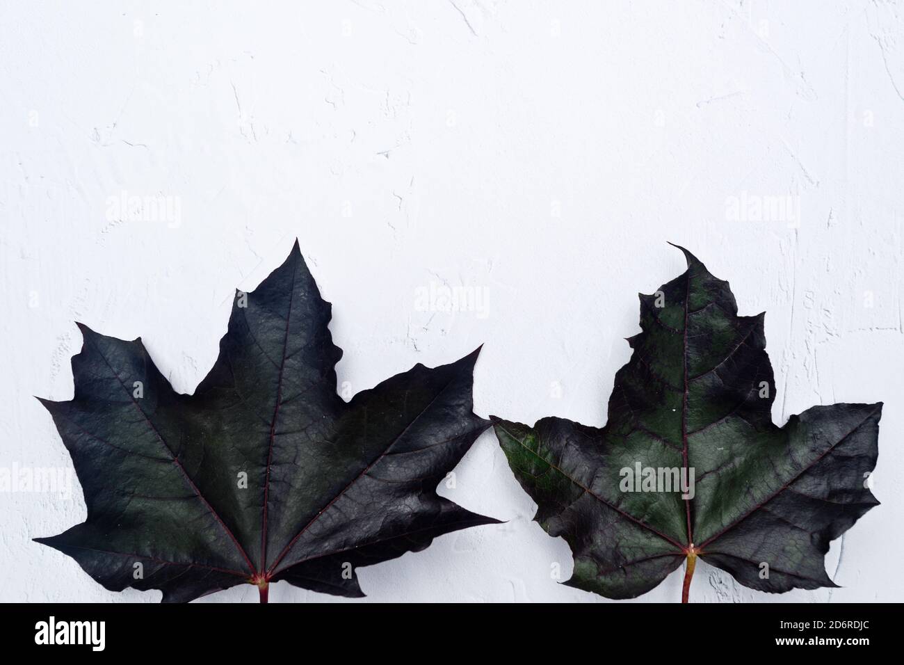 Autumn leaves is one of the four seasons of the year in temperate zones ...