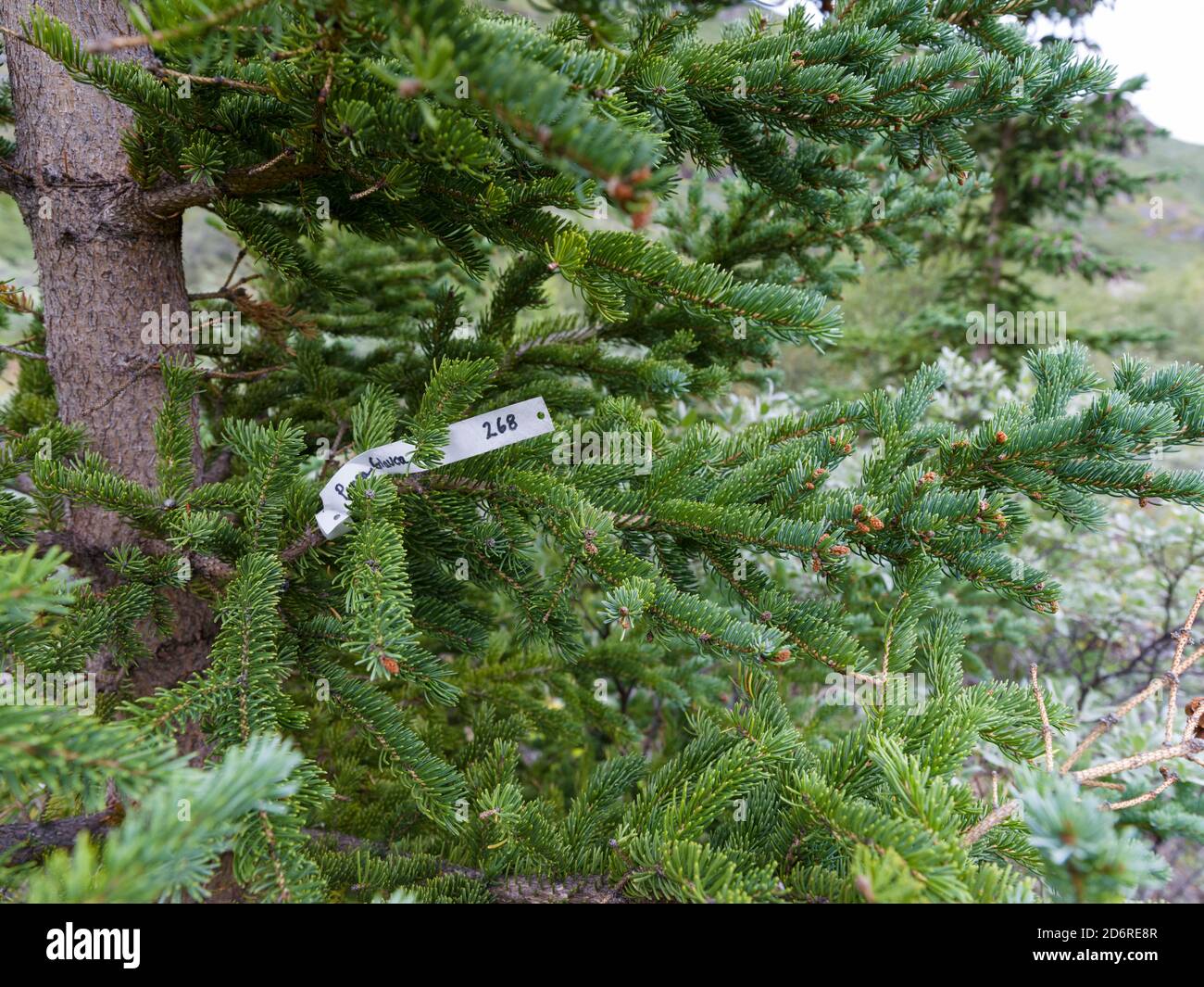 Planted forest hi-res stock photography and images - Alamy