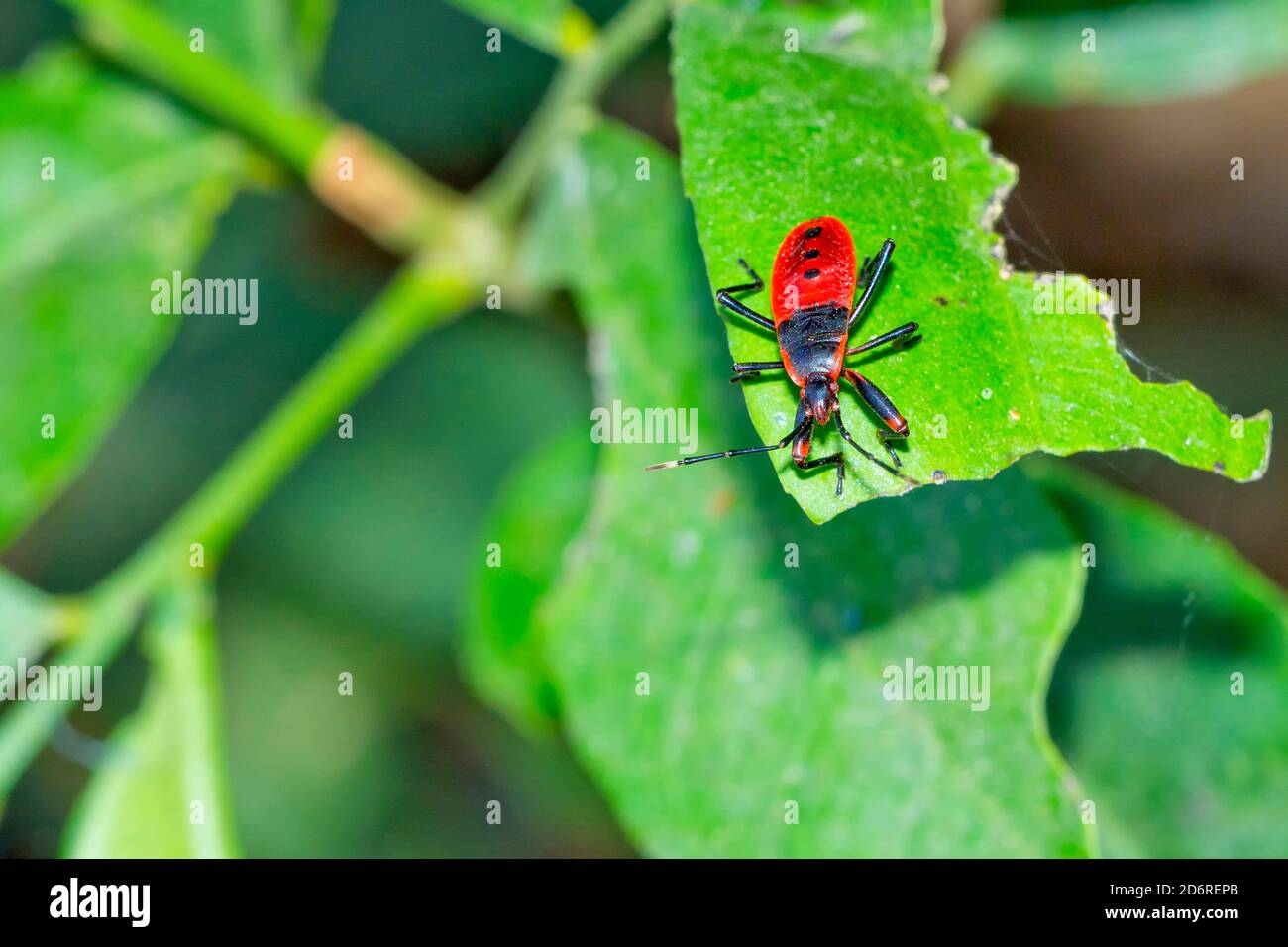 Shield Bug, Chust Bug, Riverine Forest, Royal Bardia National Park ...